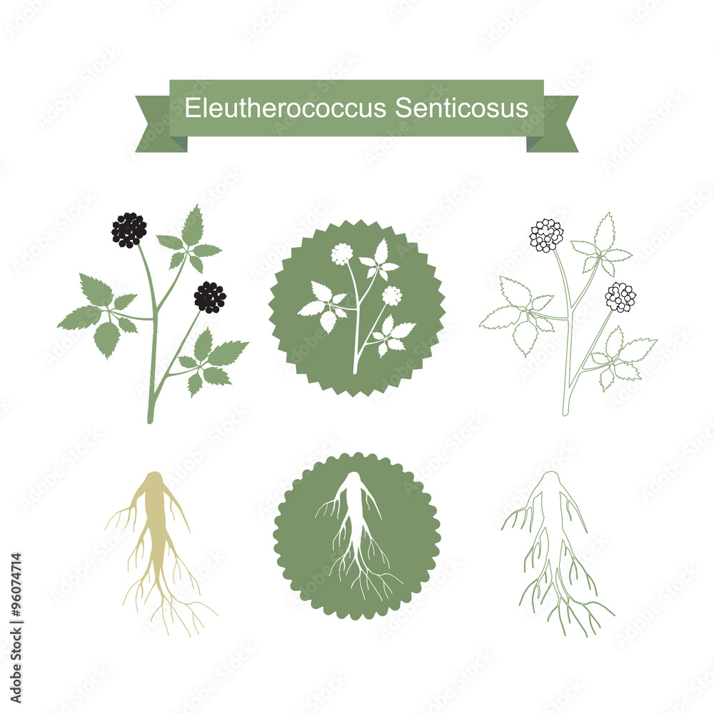 Eleutherococcus senticosus isolated plant on white background Stock ...