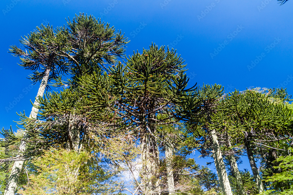 Araucaria trees in National Park Huerquehue, Chile. The tree is called ...