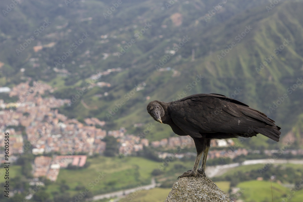 Gallinazo (Coragyps atratus), Ave de Rapiña Sobre la Ciudad, La Ciudad ...