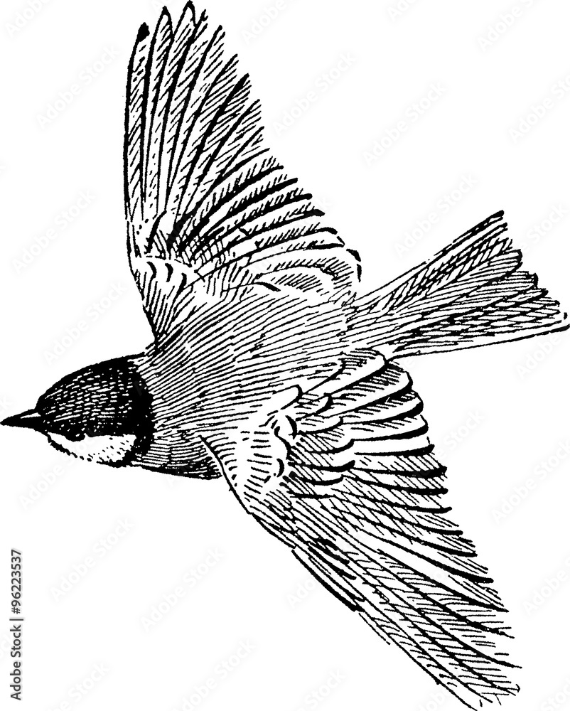 Titmouse Drawing