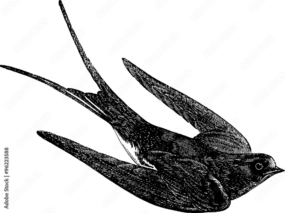 Vintage drawing swallow martlet Stock Illustration | Adobe Stock