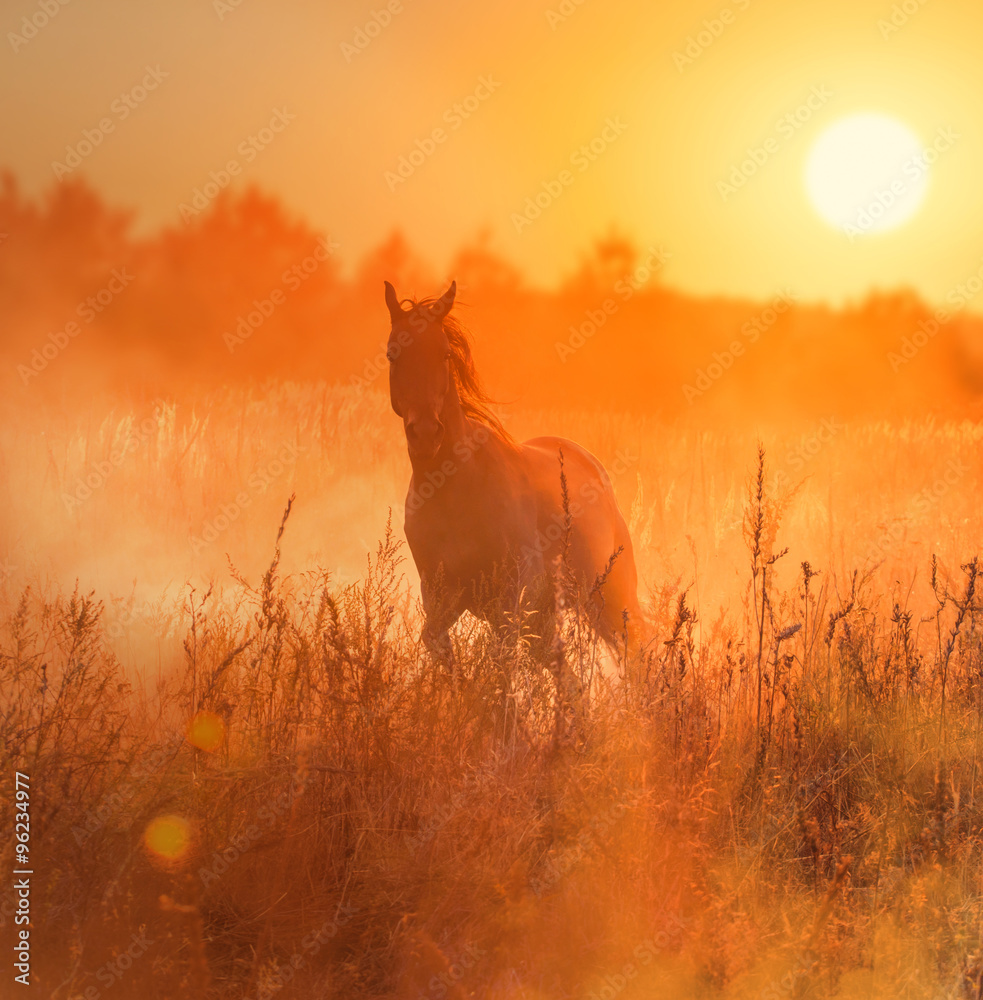 horse run on sunset background Stock Photo | Adobe Stock