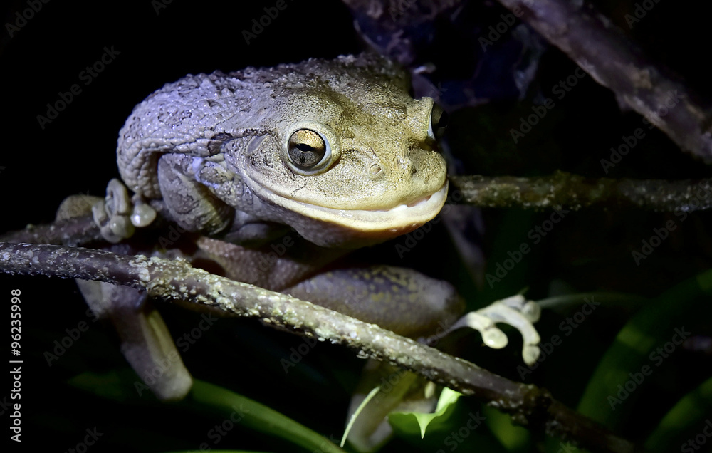 World's Biggest Cuban Tree Frog at night .The Cuban tree frog ( Stock ...