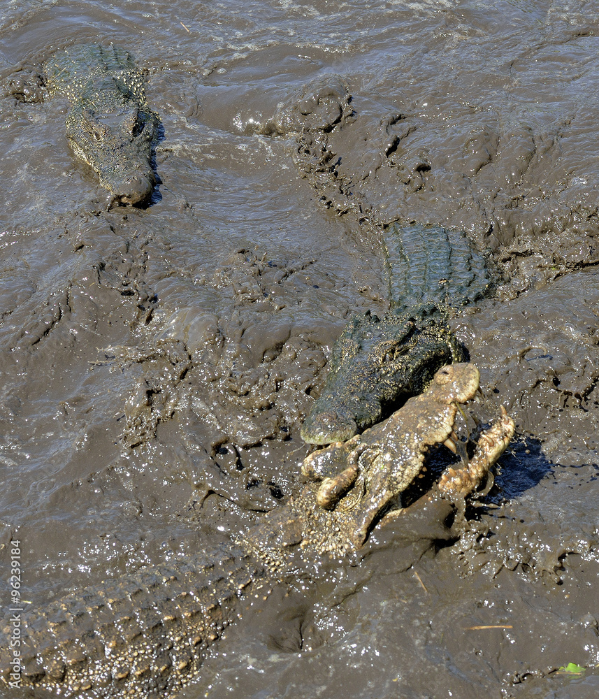 Attack crocodile. Cuban Crocodile (crocodylus rhombifer). The Cuban ...