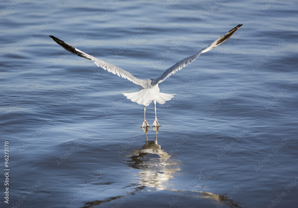 Seagull Rising off the Hudson River - With Its Webbed Feet Just ...