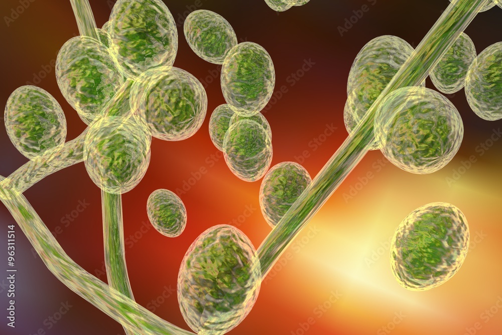 Microscopic illustration of fungi Trichophyton rubrum which cause tinea ...