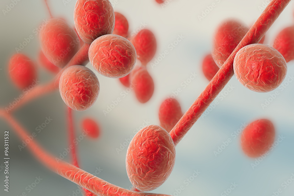 Microscopic illustration of fungi Trichophyton rubrum which cause tinea ...