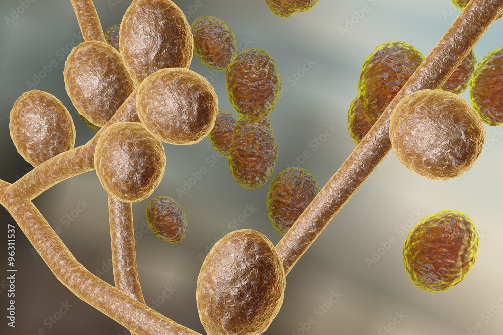 Microscopic illustration of fungi Trichophyton rubrum which cause tinea ...