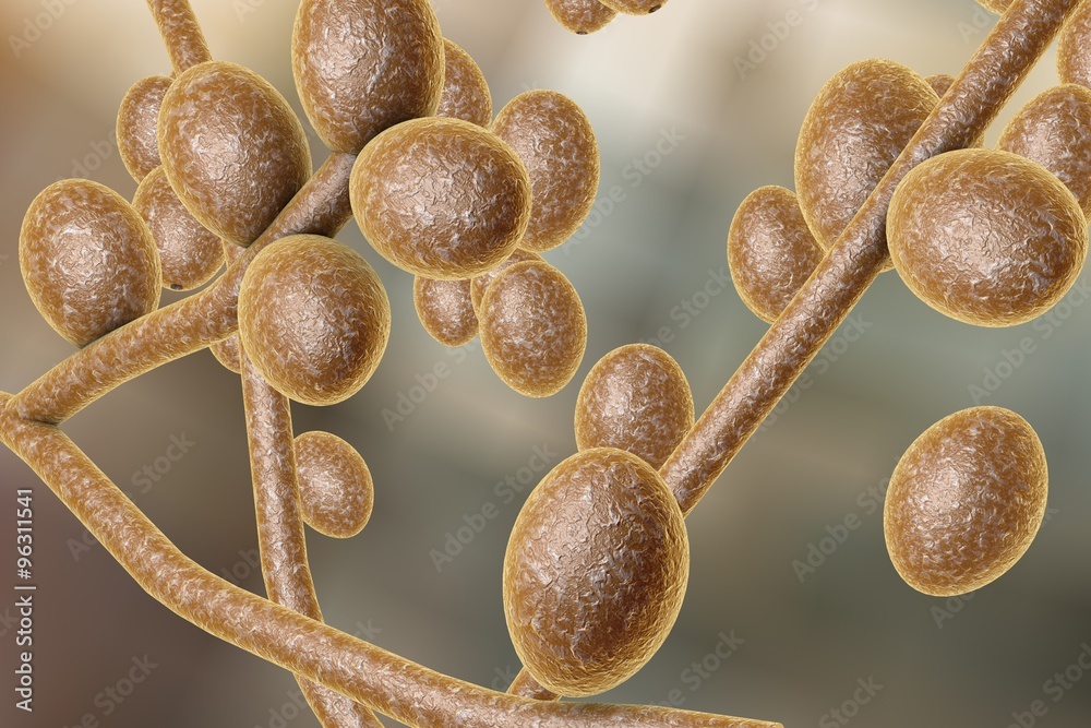 Microscopic illustration of fungi Trichophyton rubrum which cause tinea ...