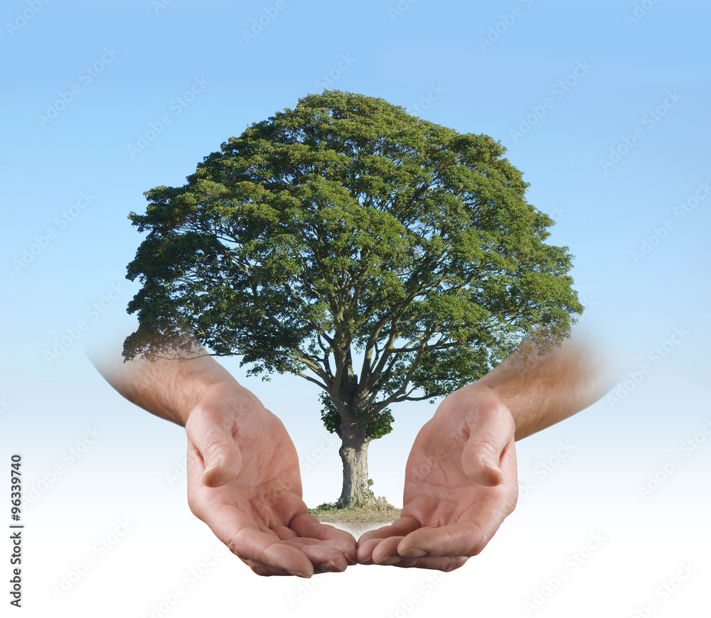 Hands of a Tree Surgeon - Man's open palms in offering gesture, with a ...