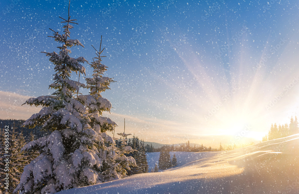 Beautiful winter landscape in mountains. View of snow-covered conifer ...