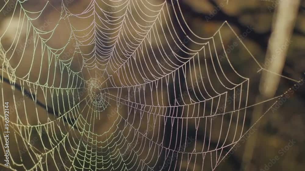 Close-up of a circular spider web covered in dew on a early summer ...