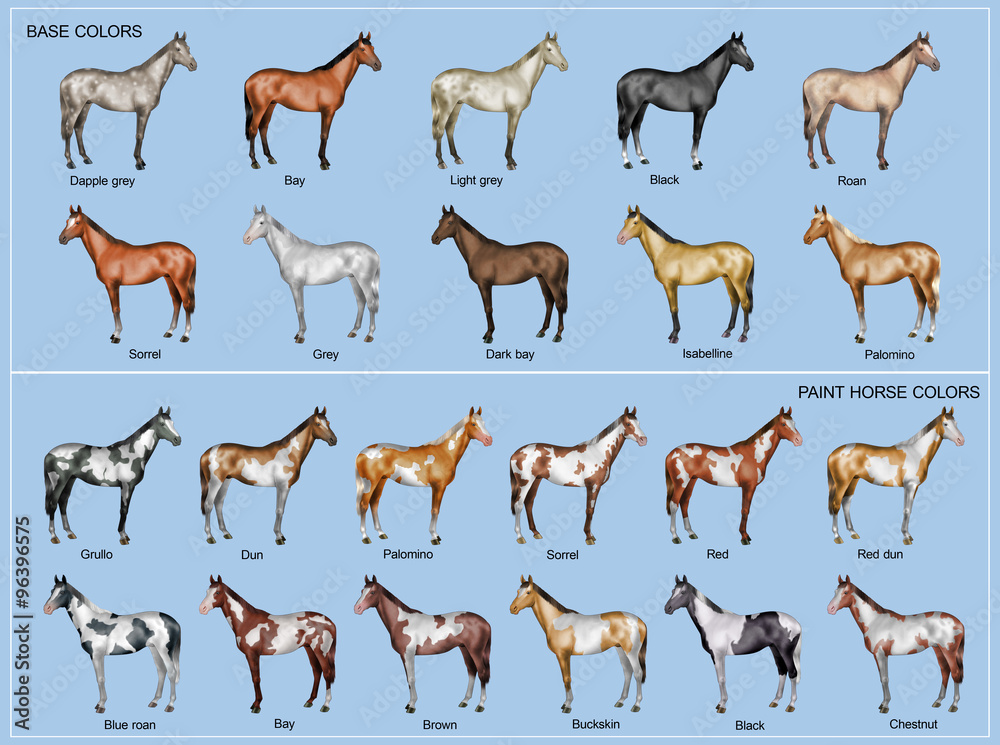 Poster Horse color chart – Wall Art | UkPosters