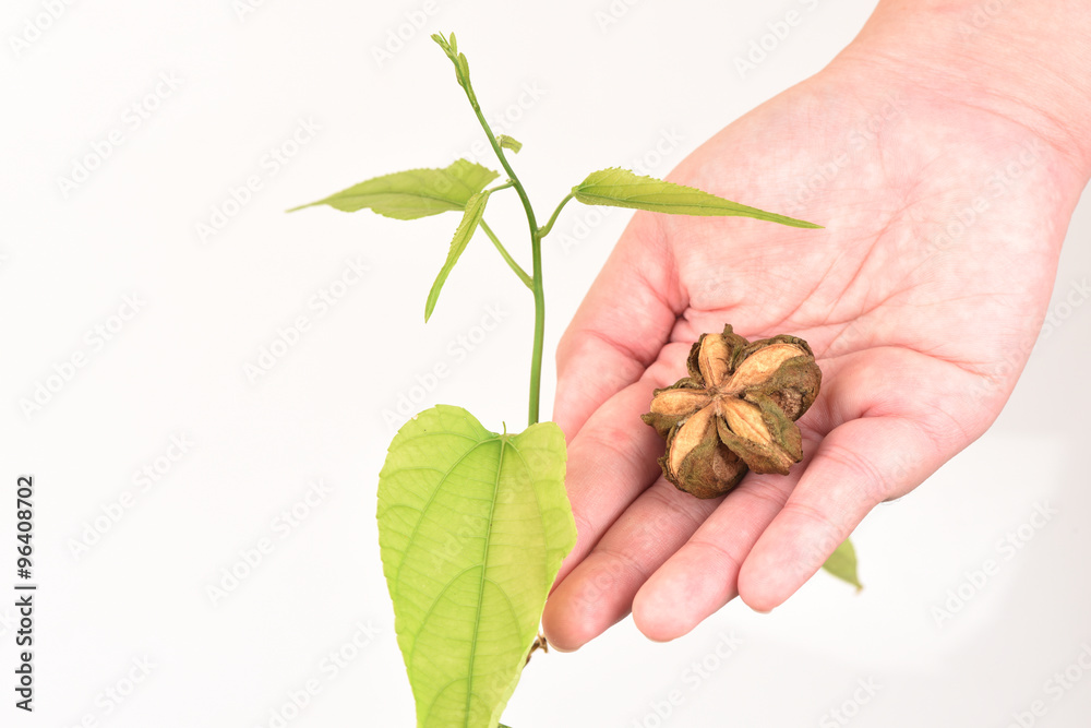 Plukenetia volubilis, commonly known as sacha inchi, sacha peanut ...