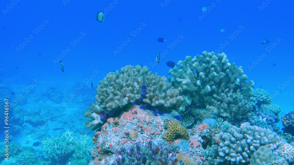 Underwater Scene. Coral Reef Colorful Fish Groups in Okinawa, Japan ...