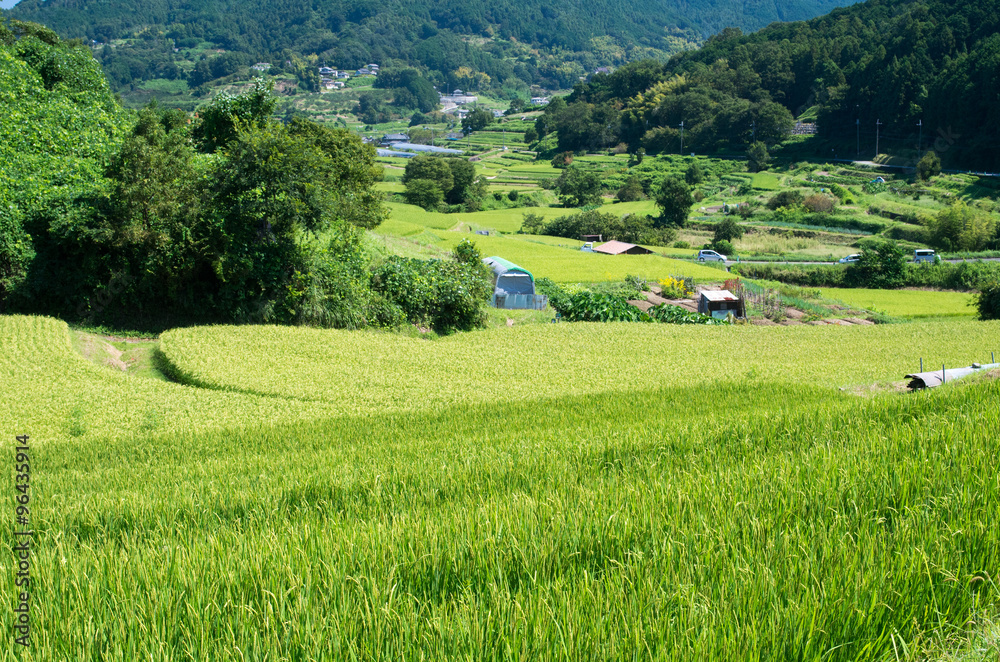 Tanada(rice field),nara(prefectures),tourism of japan Stock Photo ...