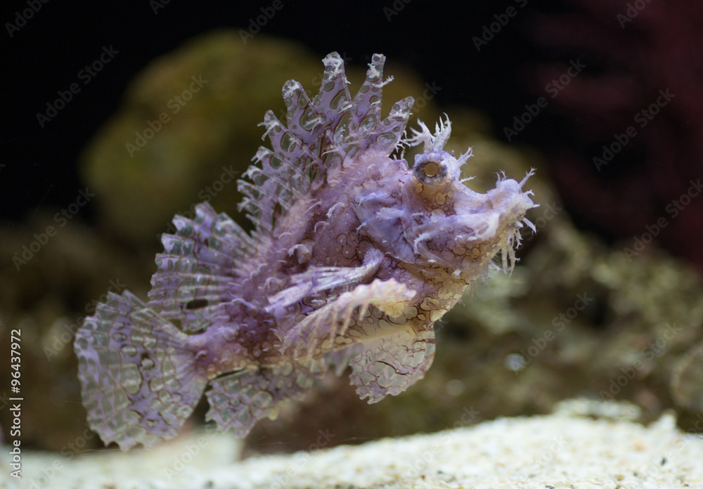 Weedy Scorpionfish - is a ray-finned fish with venomous spines that ...