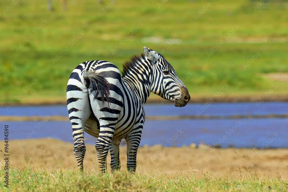 Zebra on grassland in Africa Stock Photo | Adobe Stock