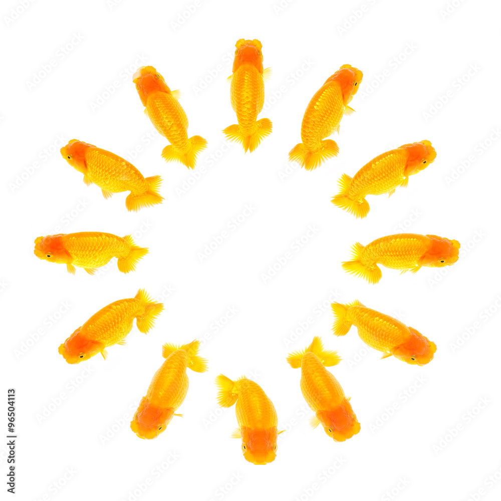 Orange color ranchu fish - head outside Stock Photo | Adobe Stock