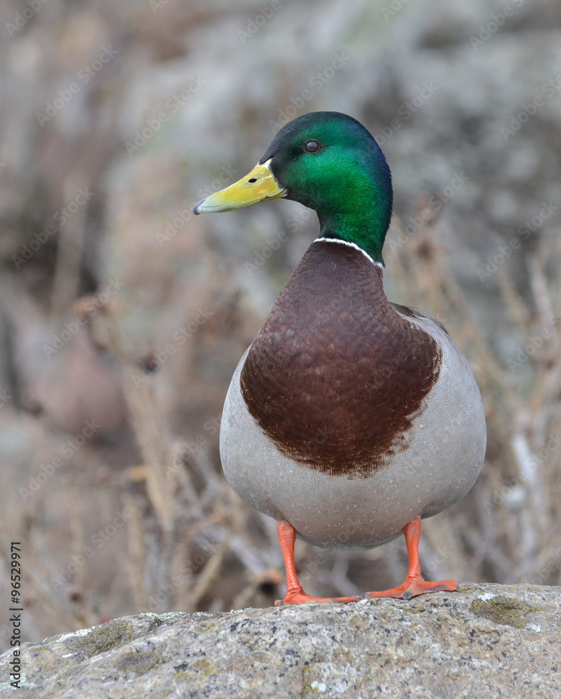 Mallard Stock Photo | Adobe Stock