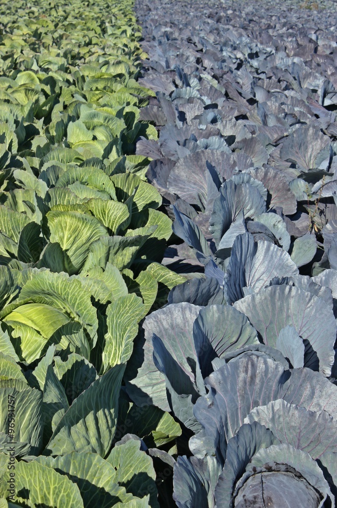 Kohlfeld mit Weißkohl und Rotkohl Stock-Foto | Adobe Stock