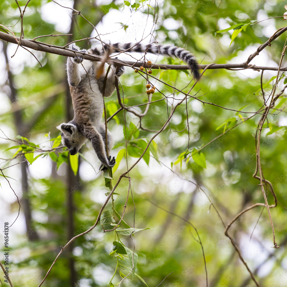 Ring Tailed Lemur Jumping