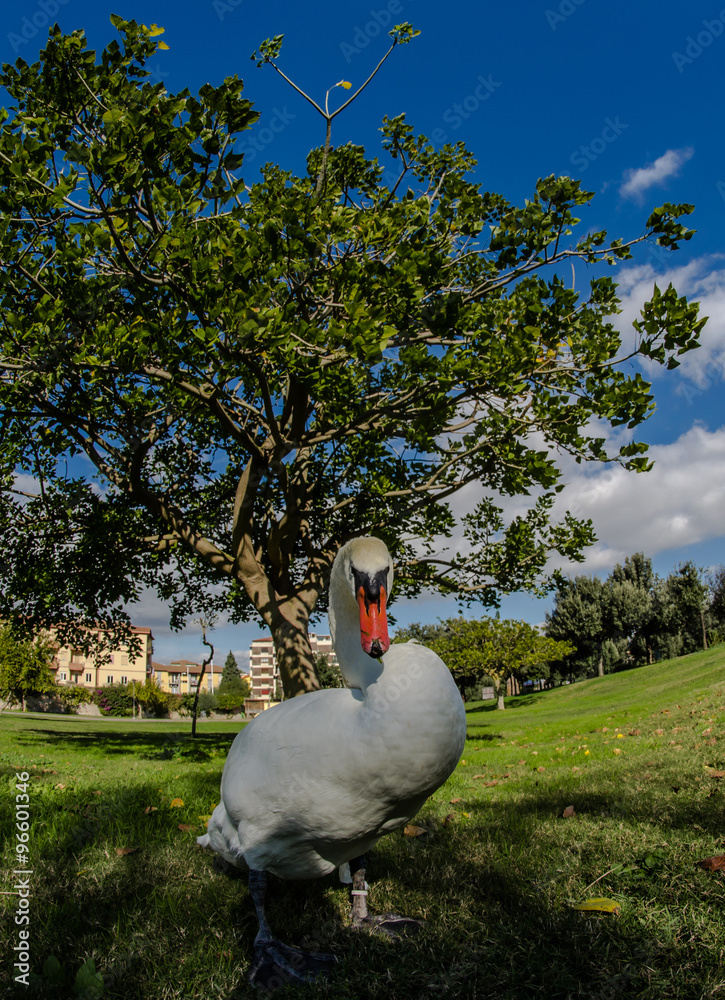 Cigno Stock Photo | Adobe Stock