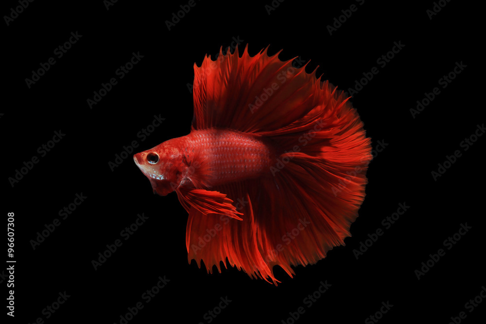 Double Tail Betta Fish