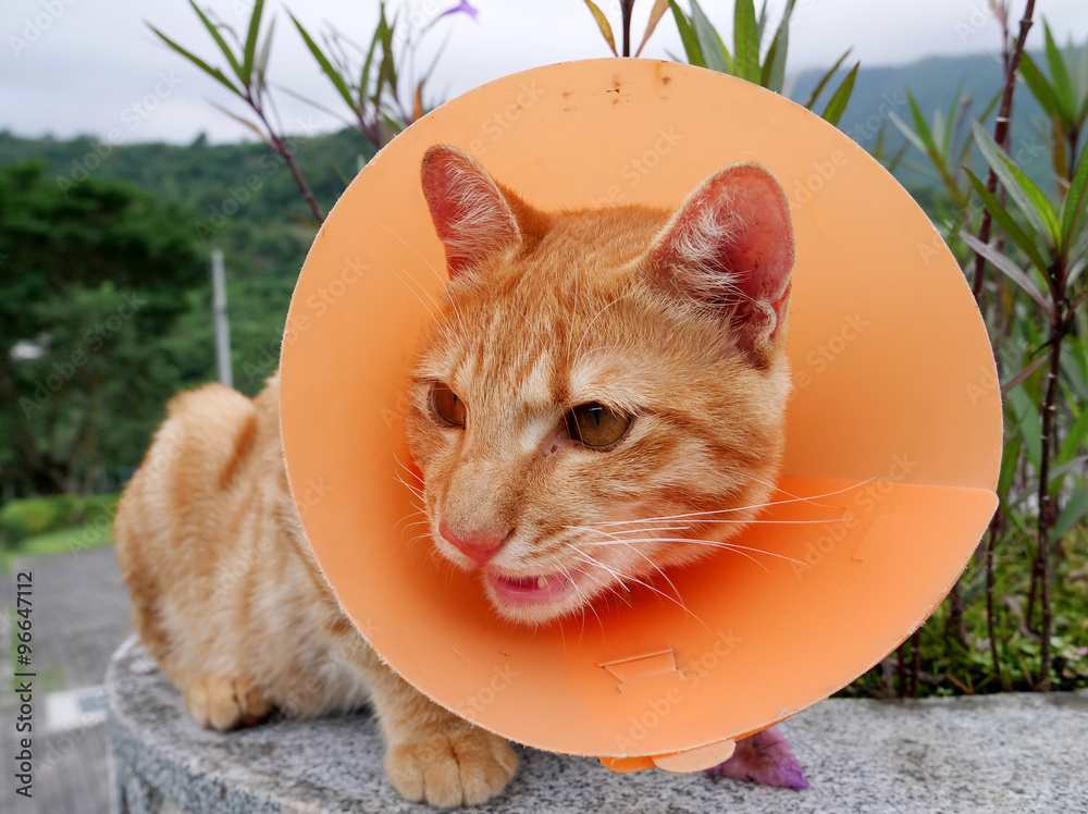 The cute cat wearing the orange plastic cone collar. Stock Photo ...