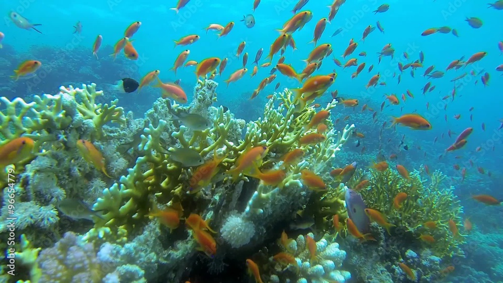 viele kleine bunte fische im meer zeitlupe Stock Video | Adobe Stock