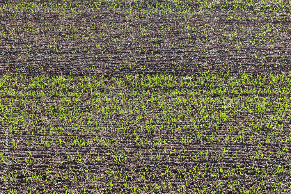 Germination of wheat. Stock Photo | Adobe Stock