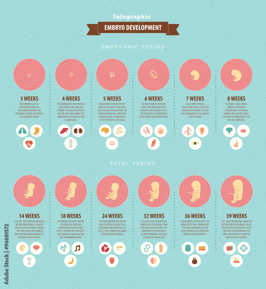 Embryo development. Vector infographic about the prenatal development ...