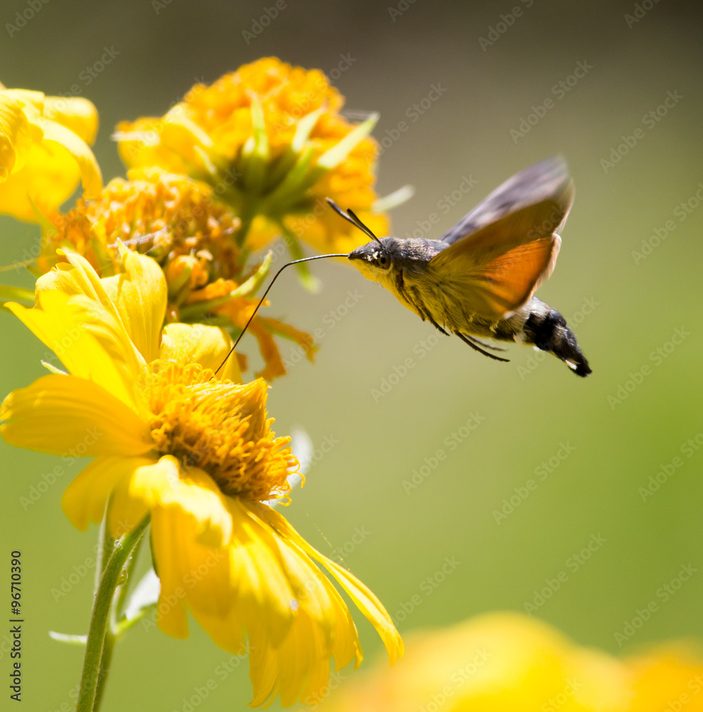 Sphingidae, known as bee Hawk-moth, enjoying the nectar of a yellow ...