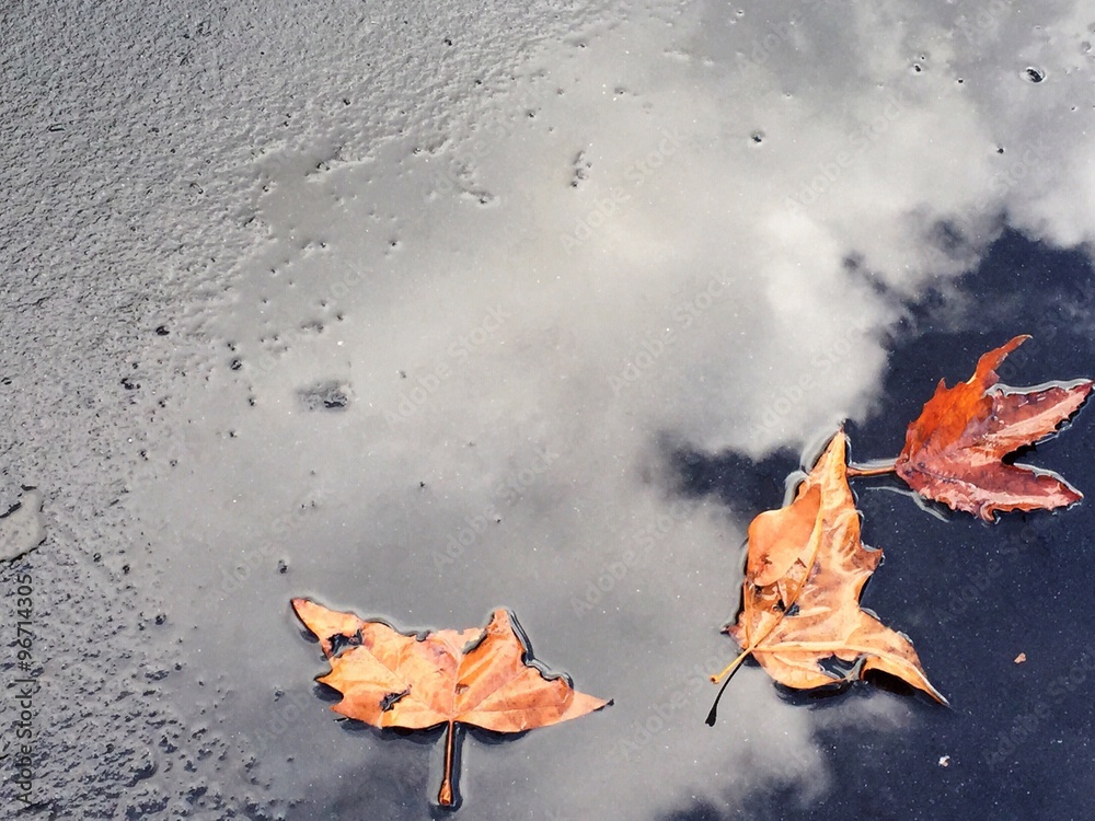 Fall puddle Stock Photo | Adobe Stock