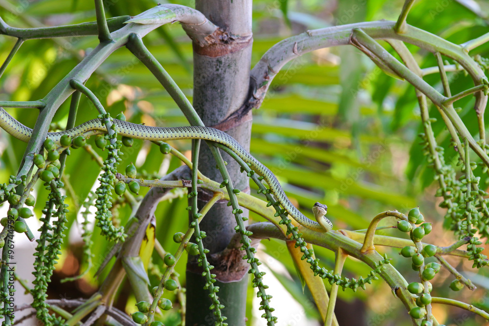 A green snake (Chrysopelea ornata) named Golden tree snake, ornate ...