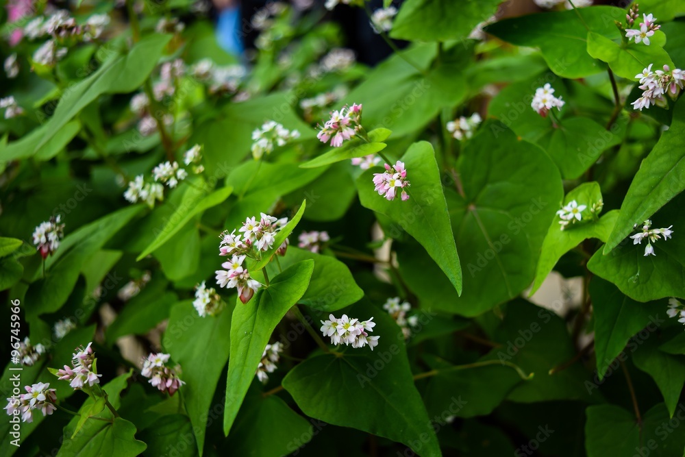 Blooming season in Ha Giang, Vietnam (tam giac mach flower season). The ...
