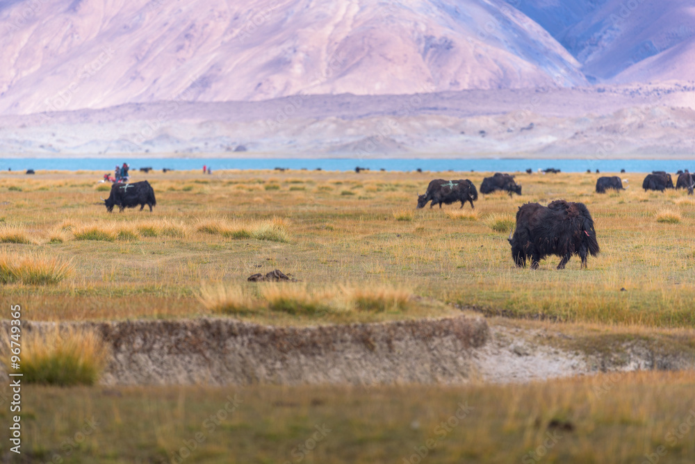 Grassland with Muztagh Ata mountain and Karakuli Lake, Pamir Mountains ...