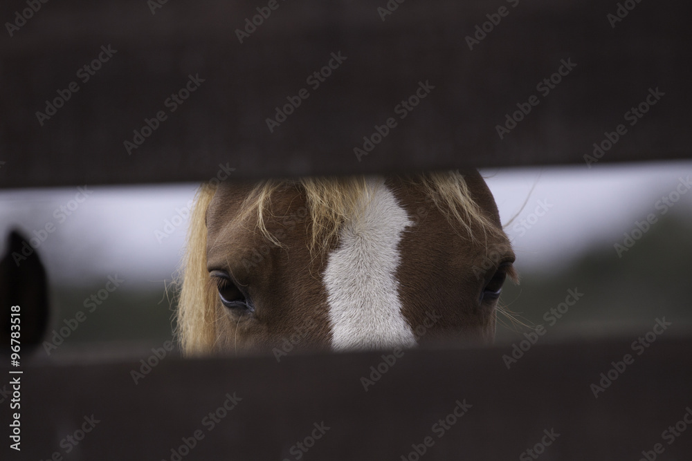 cabeza de caballo de polo o pato Stock Photo | Adobe Stock