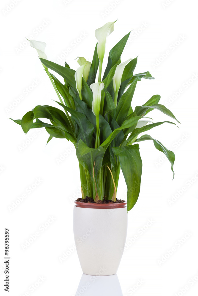 Calla lily in a pot Stock Photo | Adobe Stock