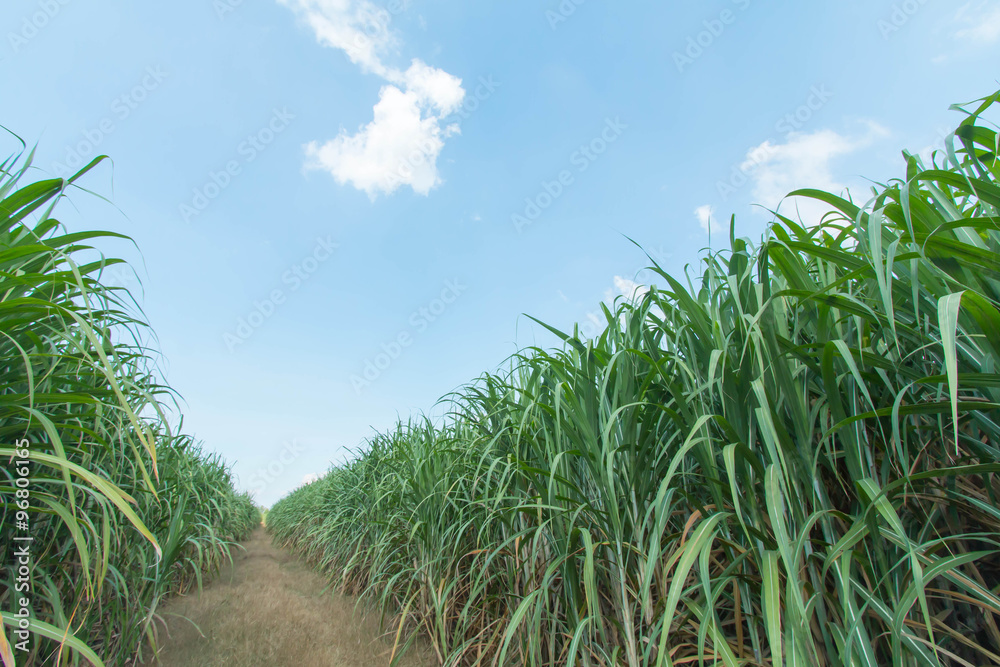 sugarcane field with blue sky panorama view : sugar cane thailand Stock ...
