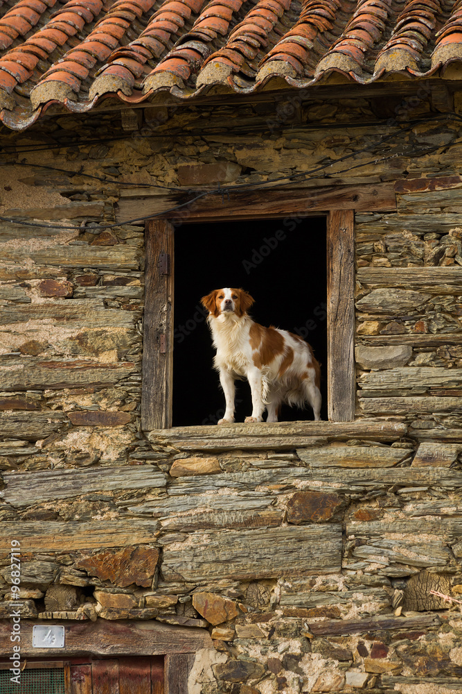 Perro Asomado a la Ventana de Casa Antigua de Piedra Stock Photo ...