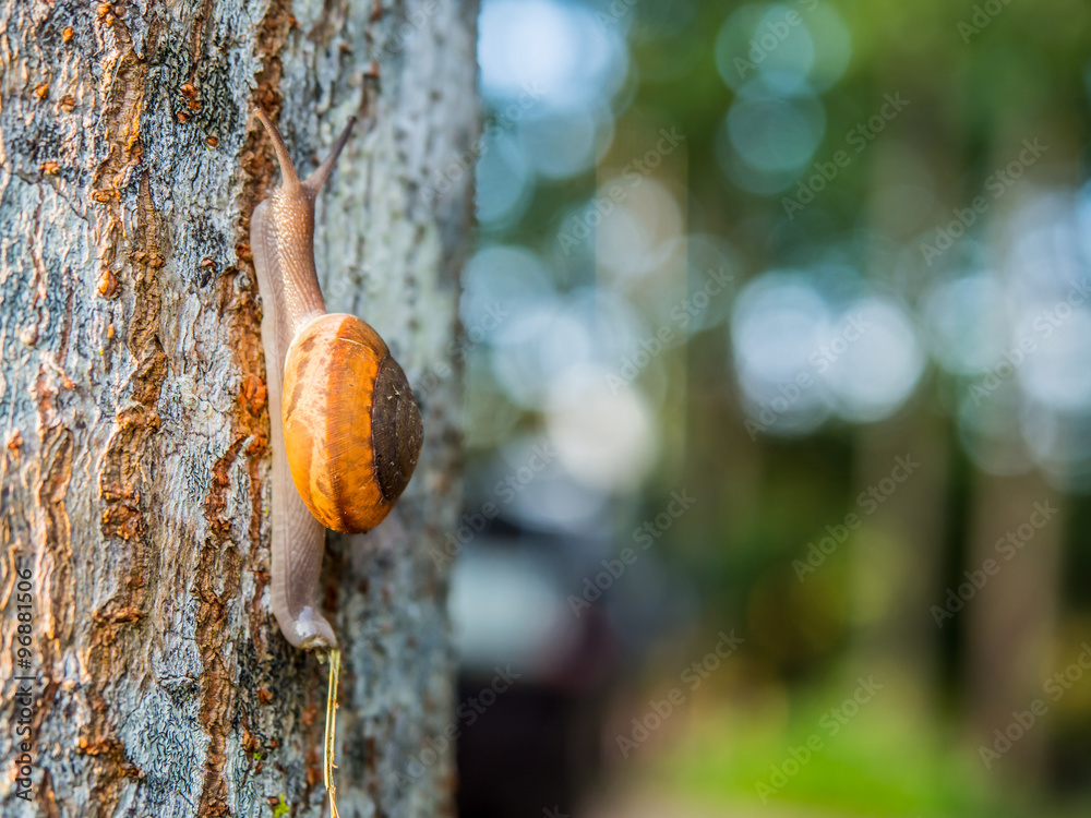 One of Brown Snail is climbing up the tree.Snail is a common name that ...