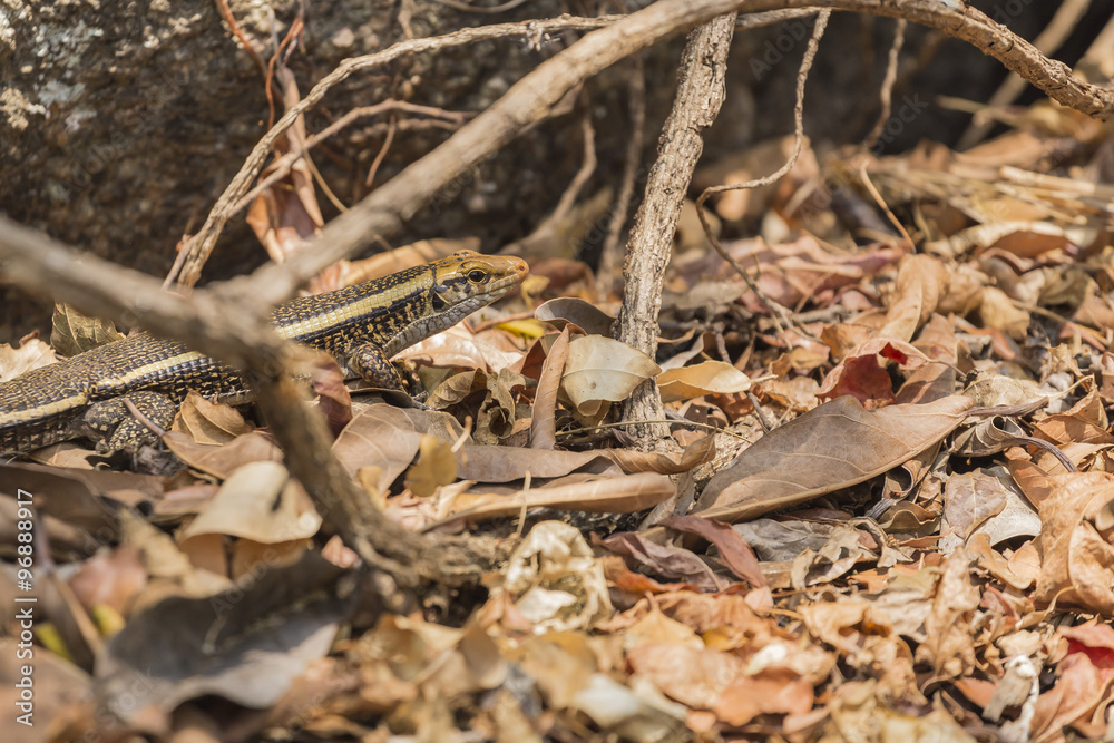 Zonosaurus Madagascariensis plated lizard, endemic reptile in ...