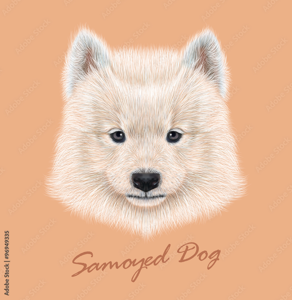 Samoyed dog animal cute face. Vector cute white eskimo spitz Samoyed ...