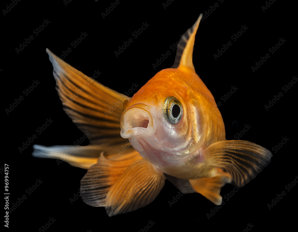 Carassius auratus auratus - gold fish - aquarium fish on black ...