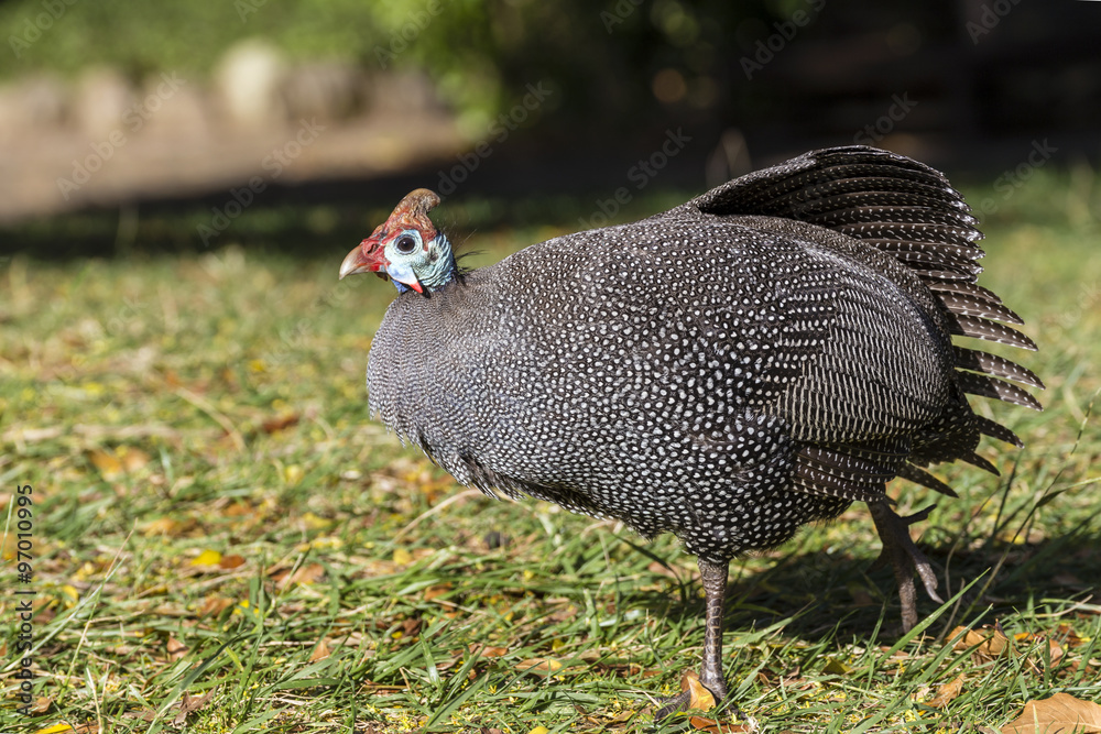 Wild Guinea Fowl Bird or Helmeted Guinea fowl with white spotted ...