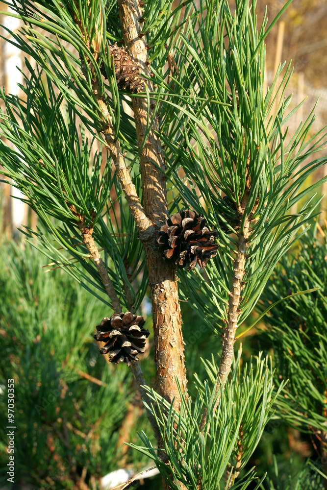 Pinus Sylvestris Fastigiata