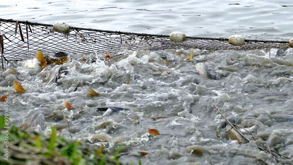 Carp fish in pond Stock Video | Adobe Stock