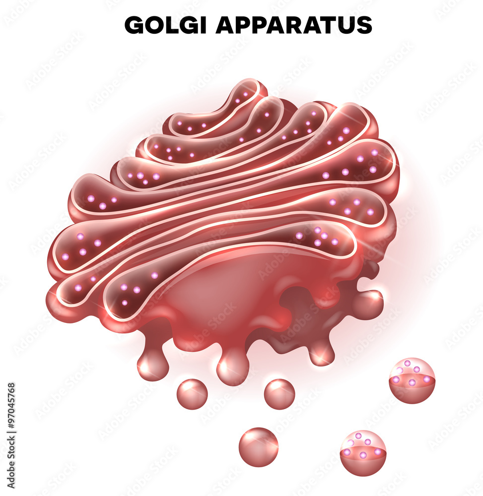 Eukaryotic Cell Golgi Apparatus