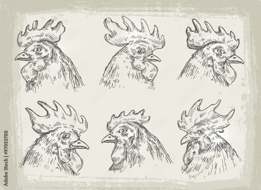 collection of hand drawn chicken. vector illustration Stock Vector ...